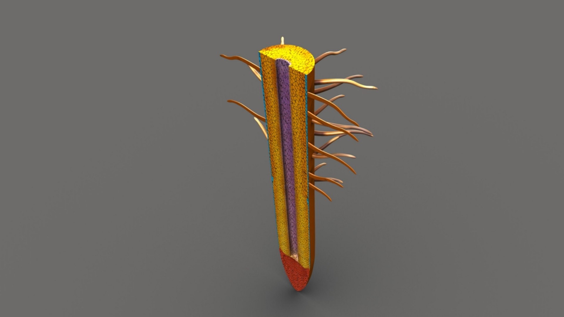 Root Tip Model - TurboSquid 1261533