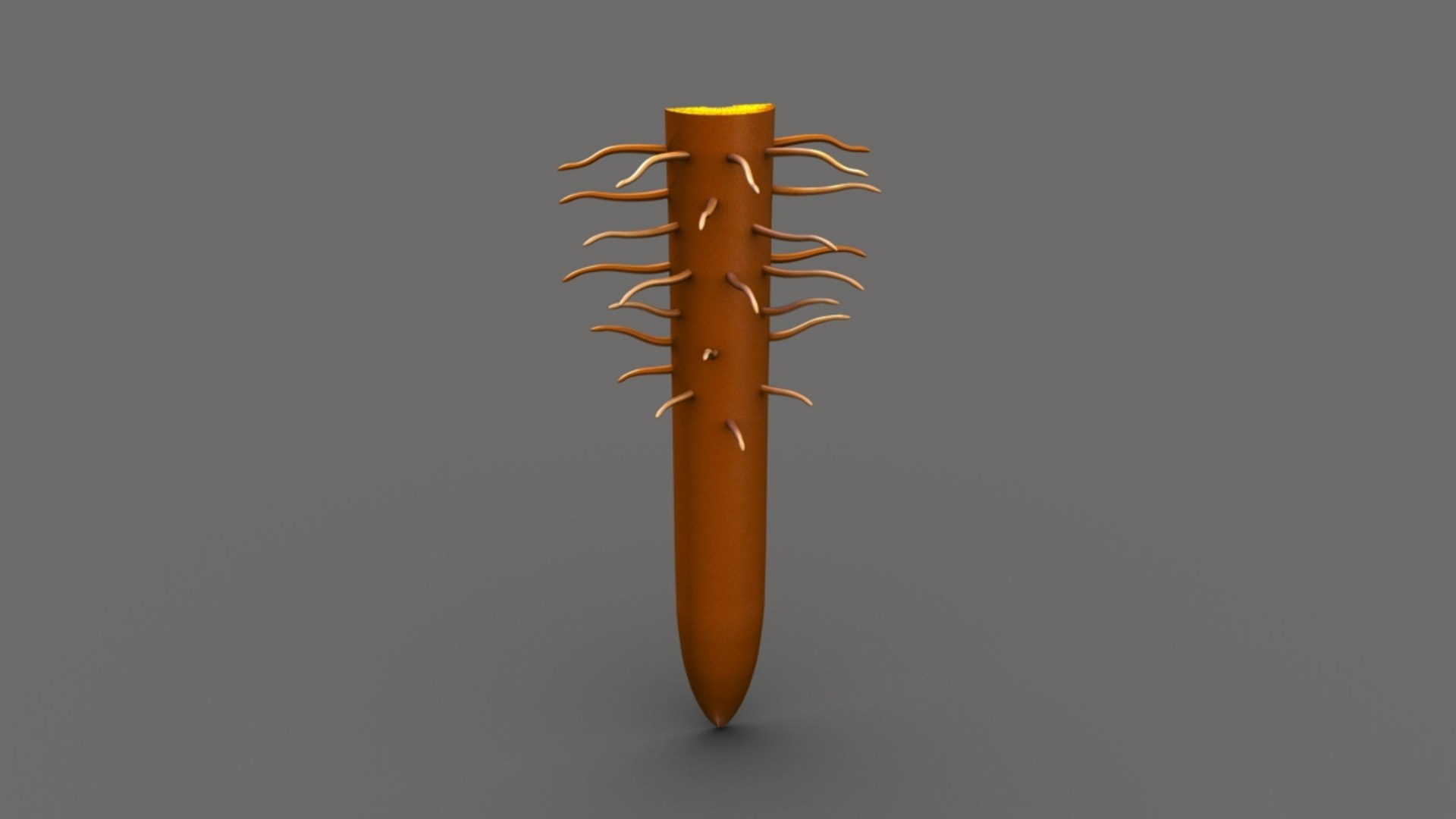 Root Tip Model - TurboSquid 1261533