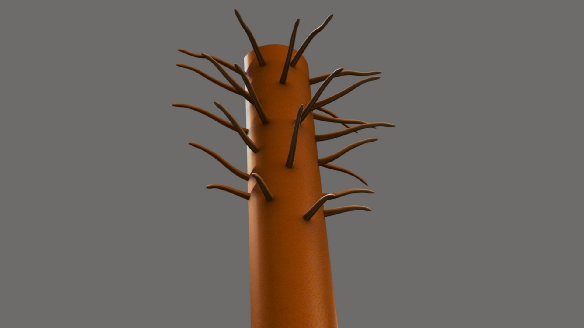 Root Tip Model - TurboSquid 1261533