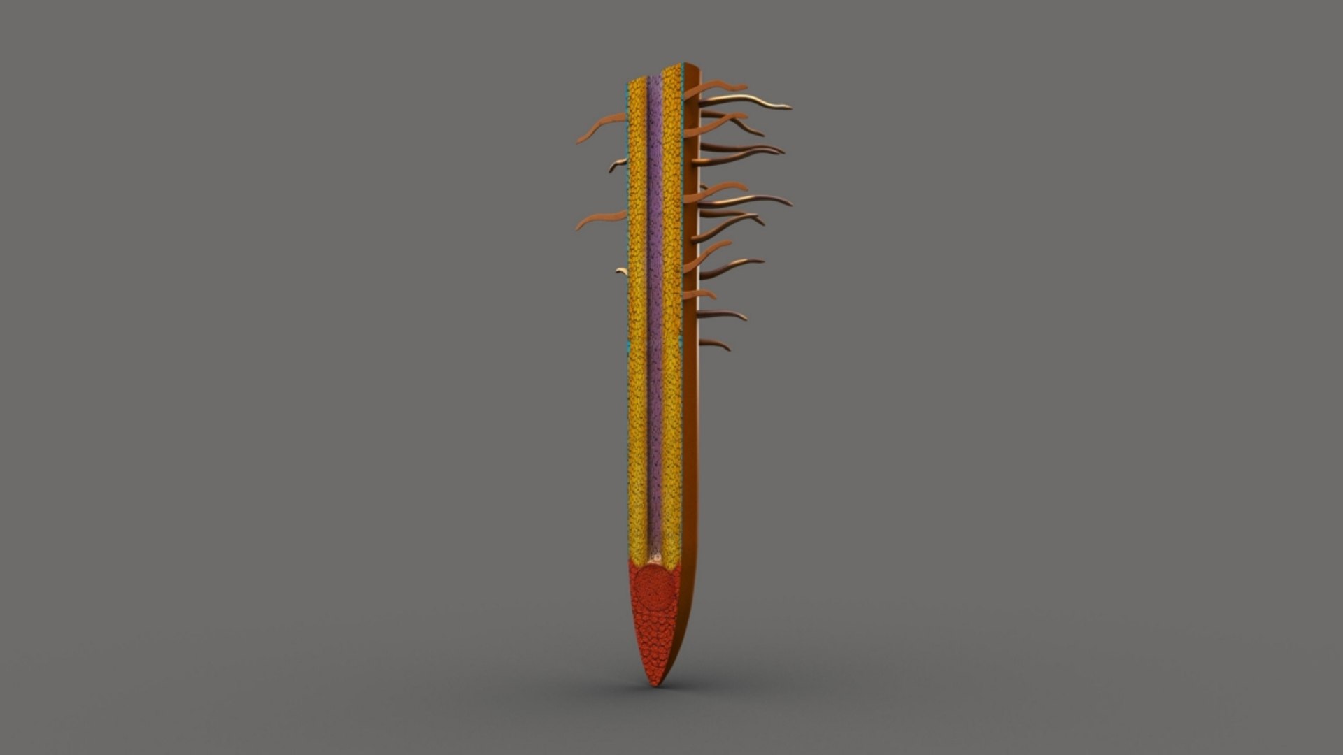 Root Tip Model - TurboSquid 1261533