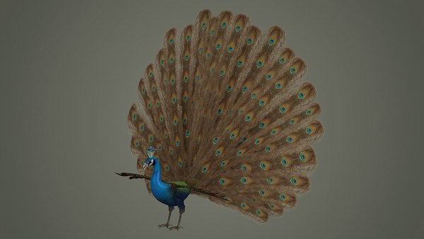 Peacock 3D Models for Download | TurboSquid