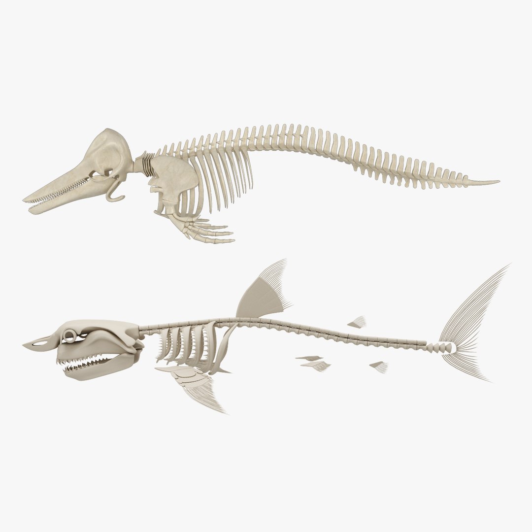 3D Model White Shark And Dolphin Skeletons - TurboSquid 2223589
