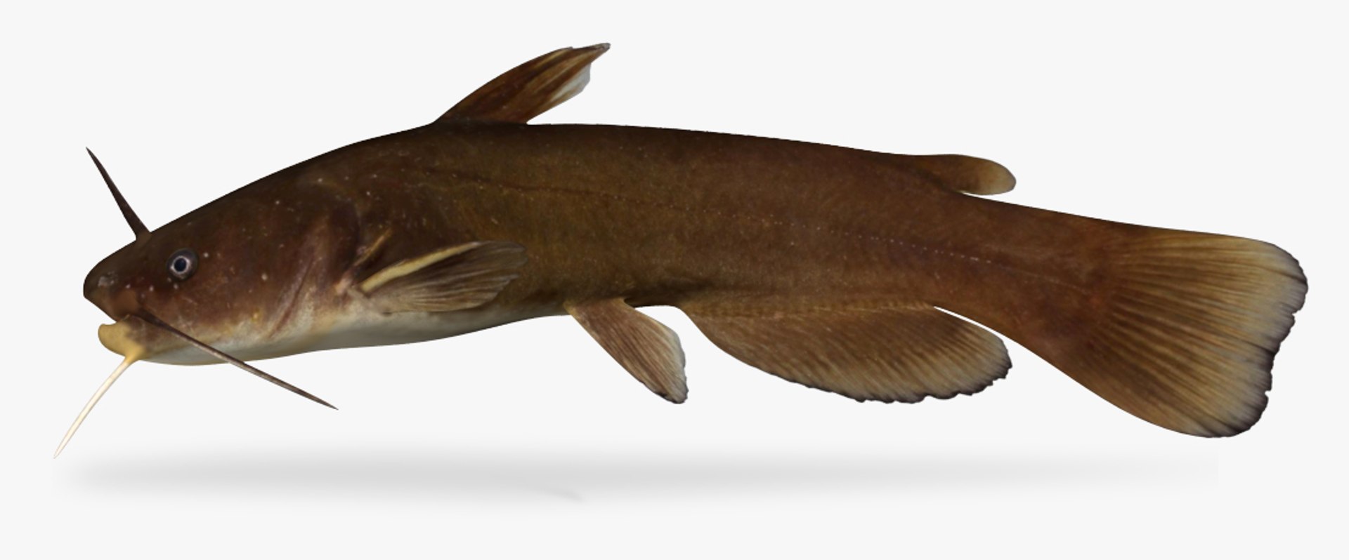 3D Ameiurus Natalis Yellow Bullhead - TurboSquid 1149709