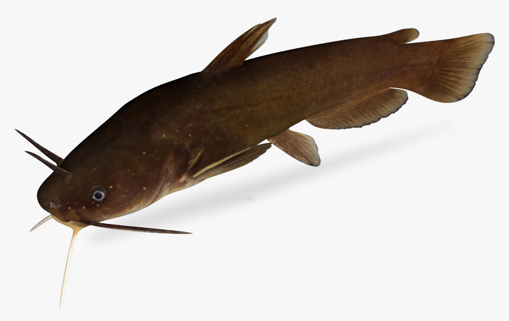 3D Ameiurus Natalis Yellow Bullhead - TurboSquid 1149709