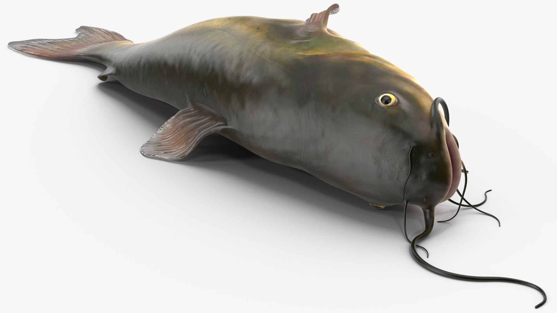 3D Channel Catfish Laying On Side Model - TurboSquid 1830822