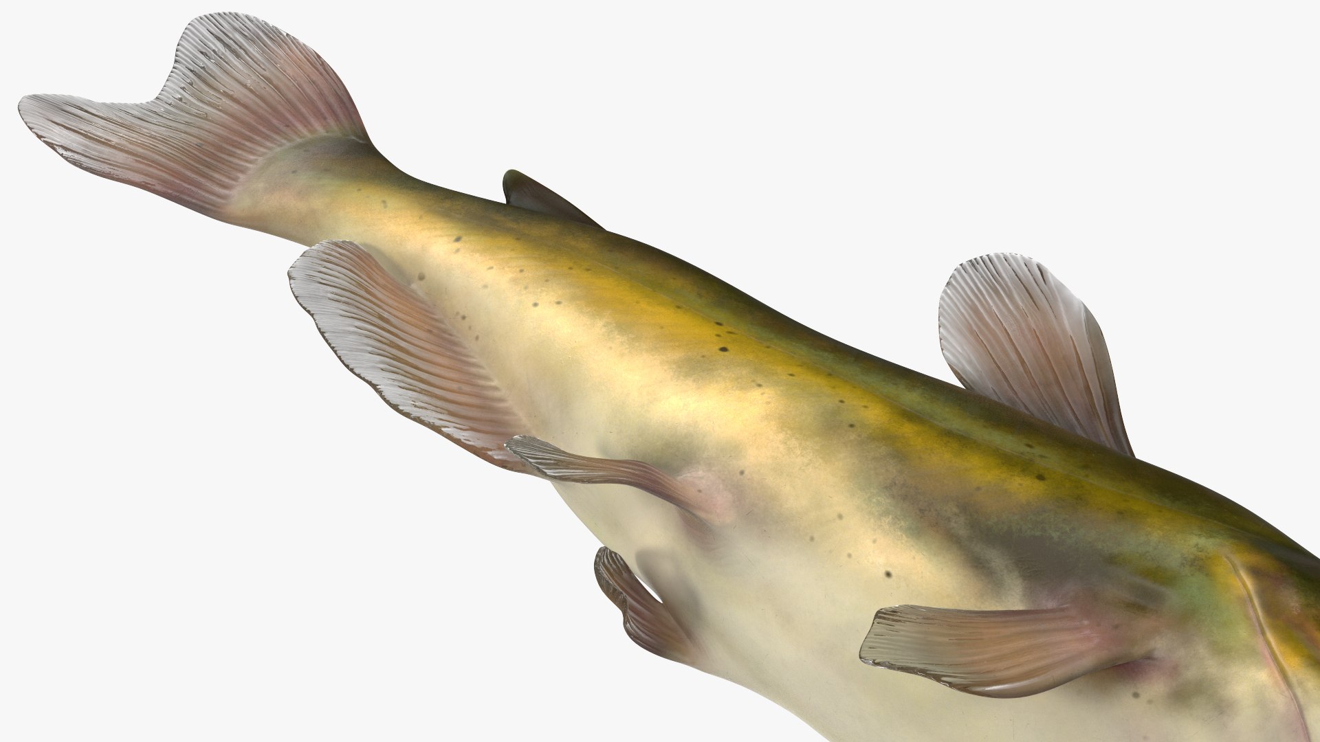 3D Channel Catfish Laying On Side Model - TurboSquid 1830822