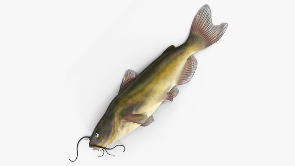 3D Channel Catfish Laying on Side model - TurboSquid 1830822