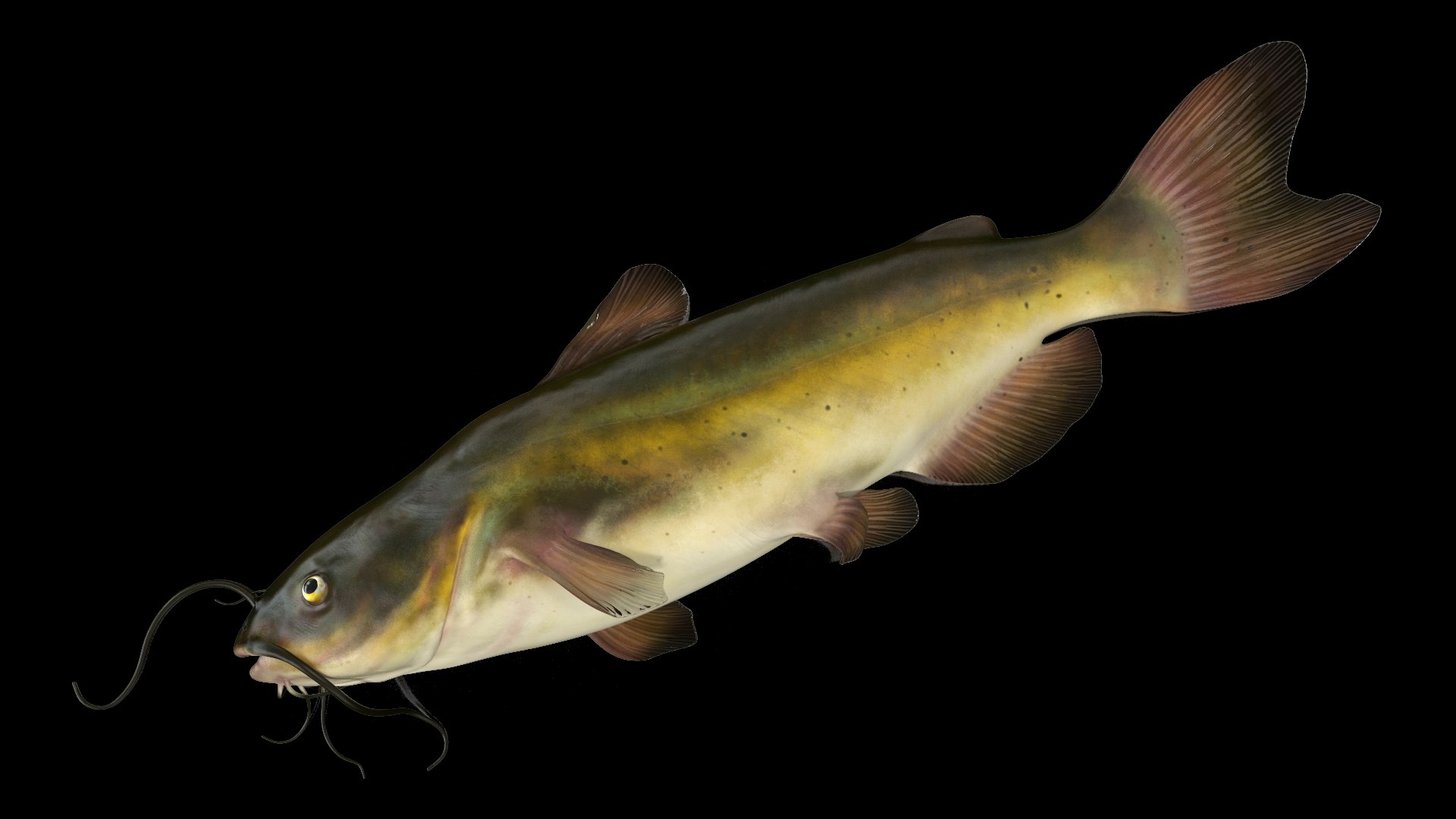 3D Channel Catfish Laying On Side Model - TurboSquid 1830822