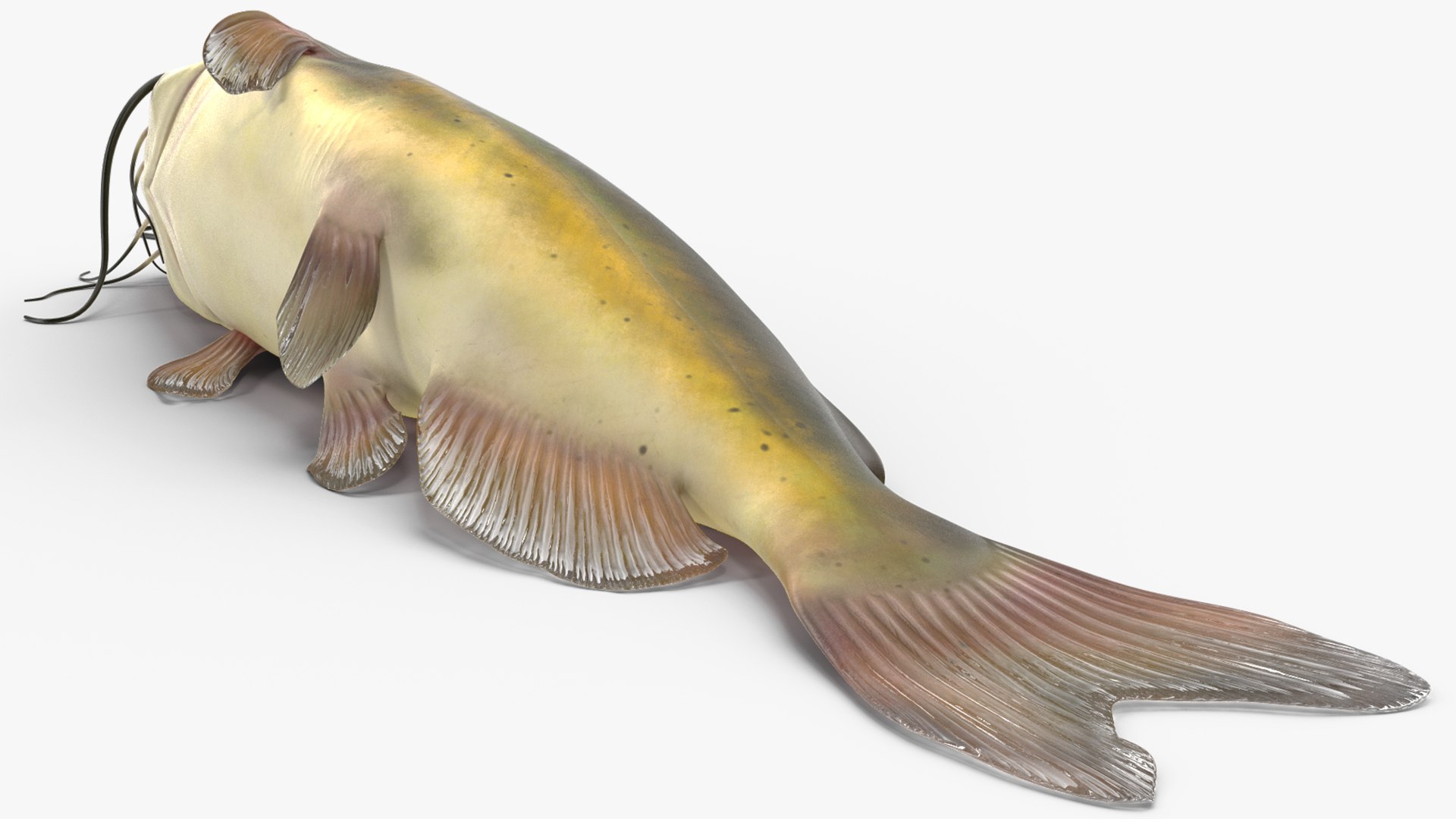3D Channel Catfish Laying On Side Model - TurboSquid 1830822