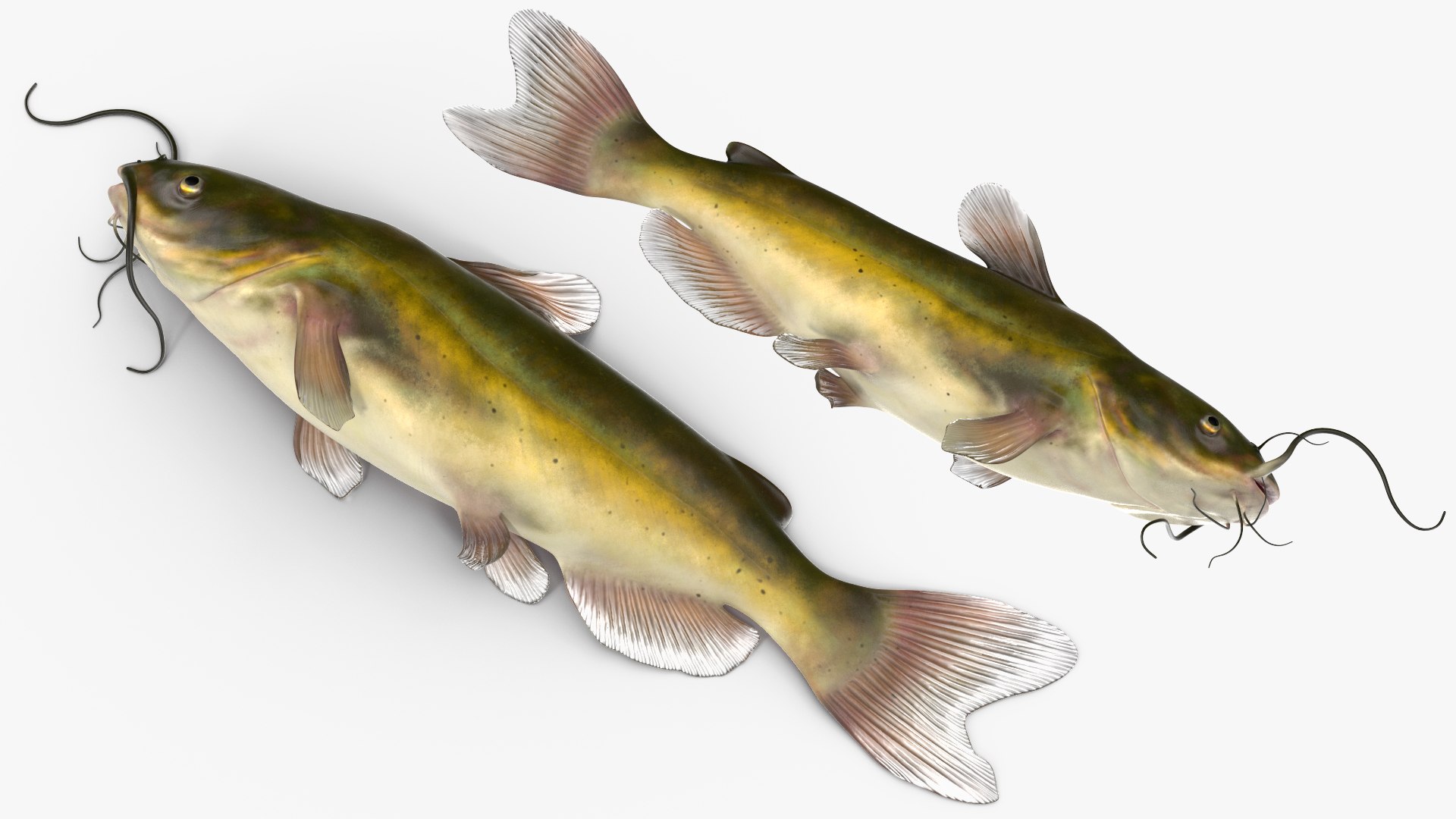 3D Channel Catfish Laying On Side Model - TurboSquid 1830822