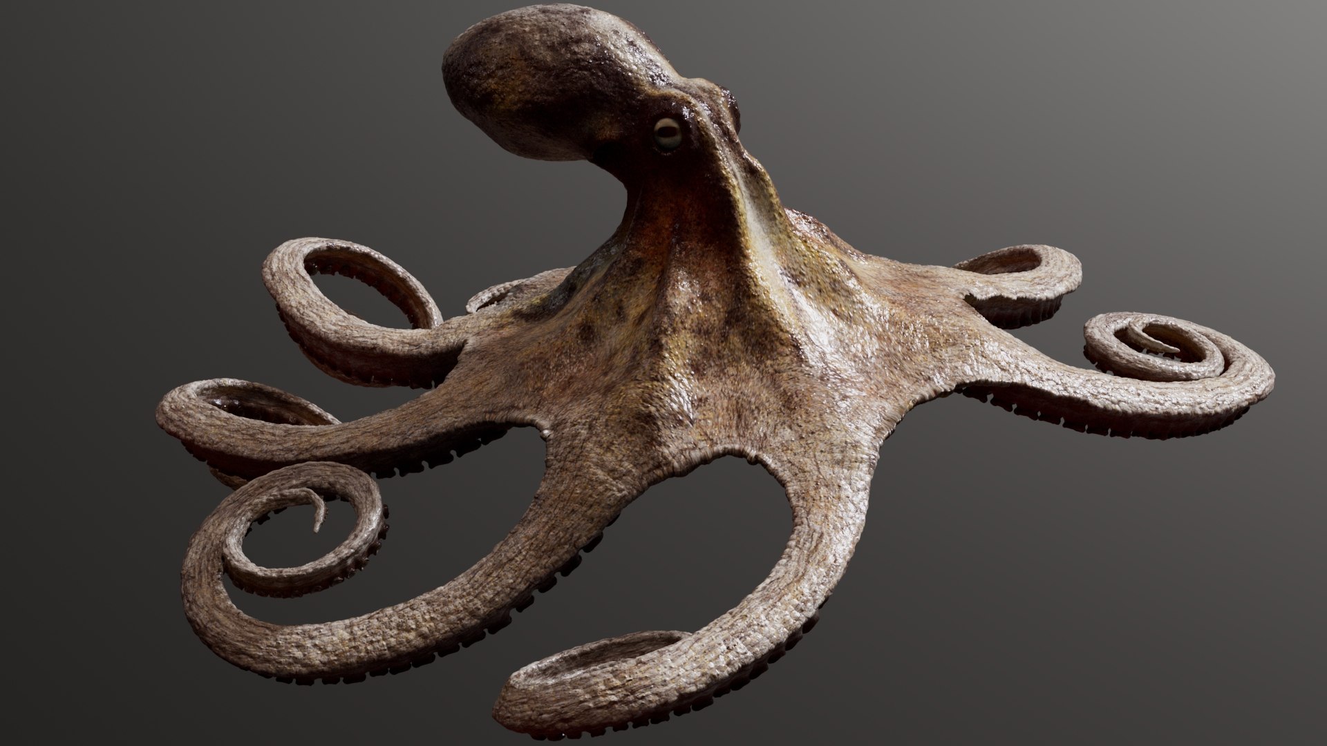 3D Octopus Multicolor Rigged Animated - TurboSquid 1750108
