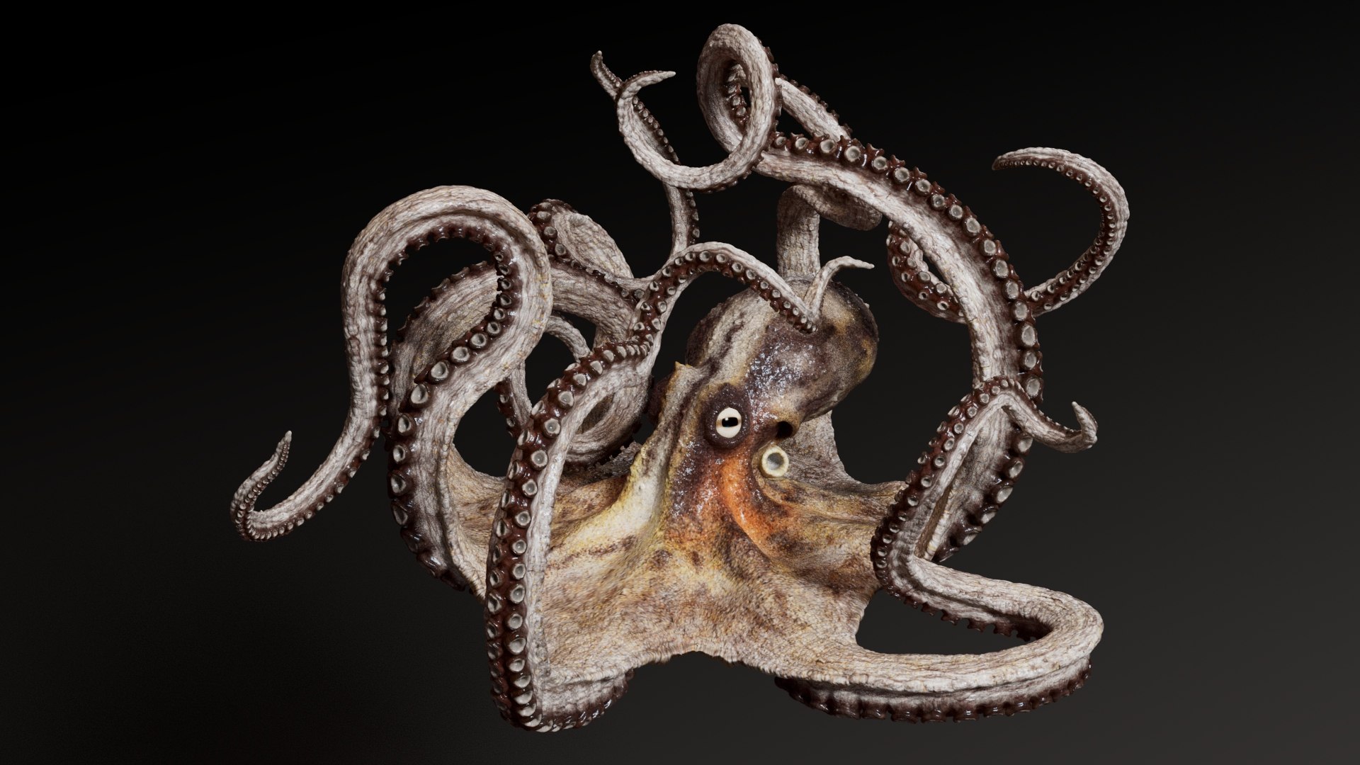 3D Octopus Multicolor Rigged Animated - TurboSquid 1750108