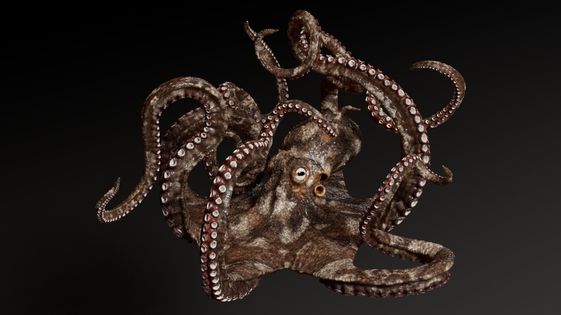 3D Octopus Multicolor Rigged Animated - TurboSquid 1750108