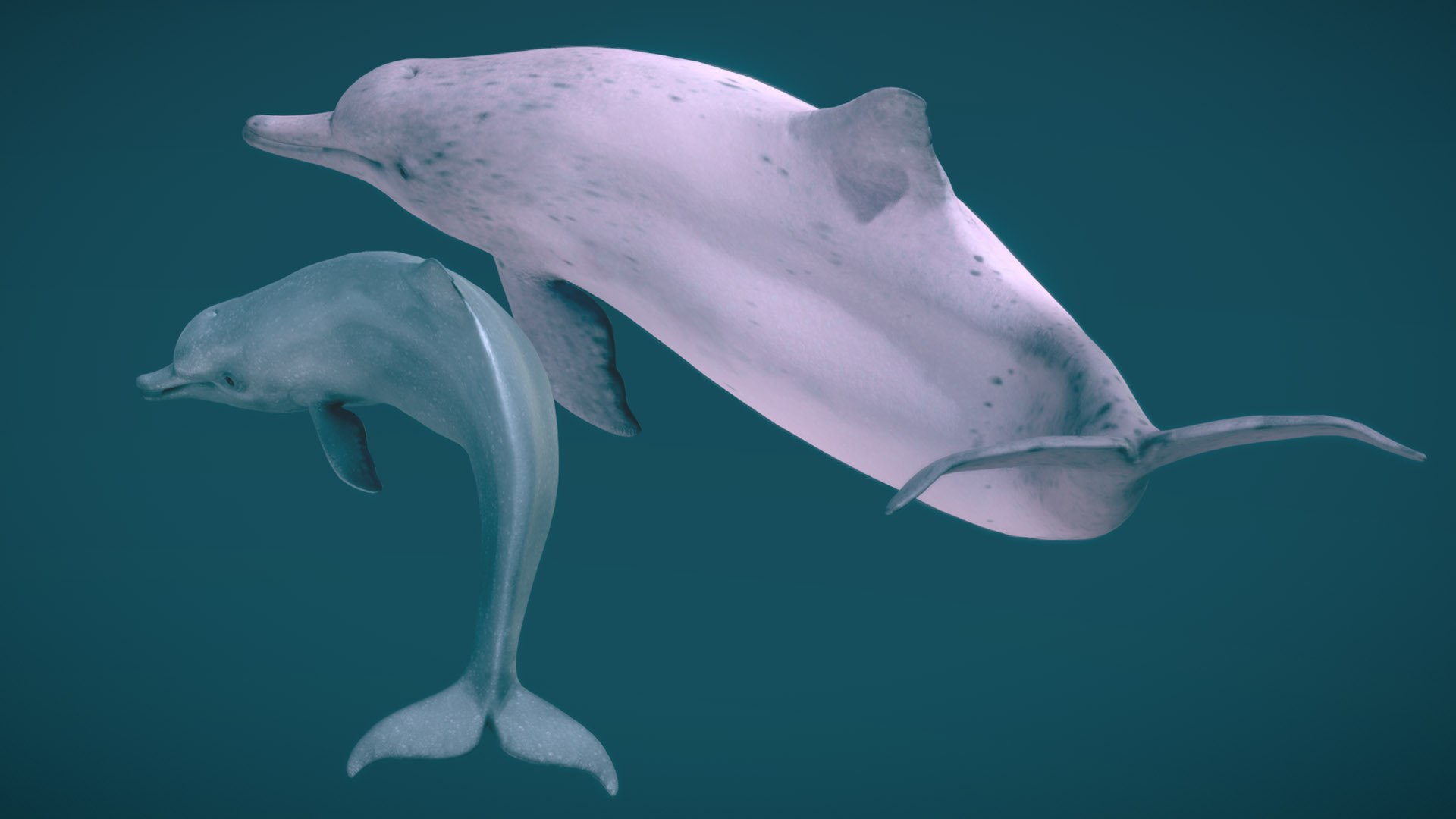 3D Indo-Pacific Humpback Dolphin - TurboSquid 2374422
