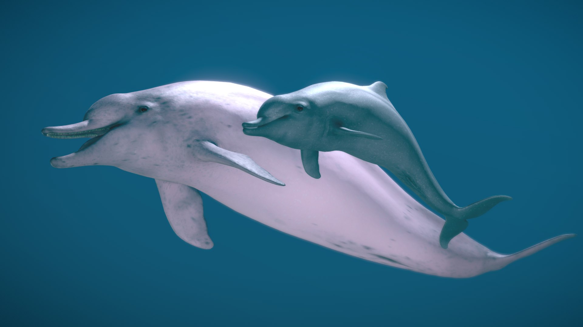3D Indo-Pacific Humpback Dolphin - TurboSquid 2374422