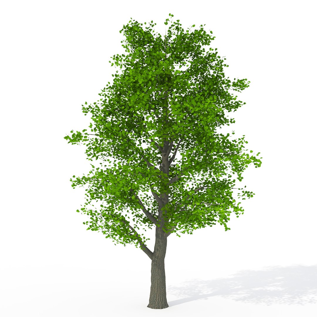 Basic Trees Dvd Xfrogplants 3d Model