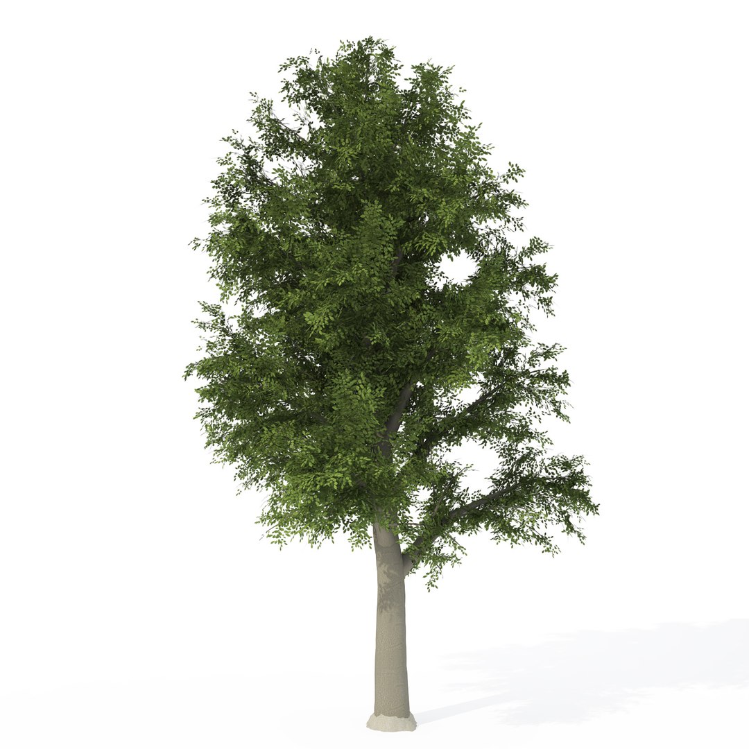 Basic Trees Dvd Xfrogplants 3d Model