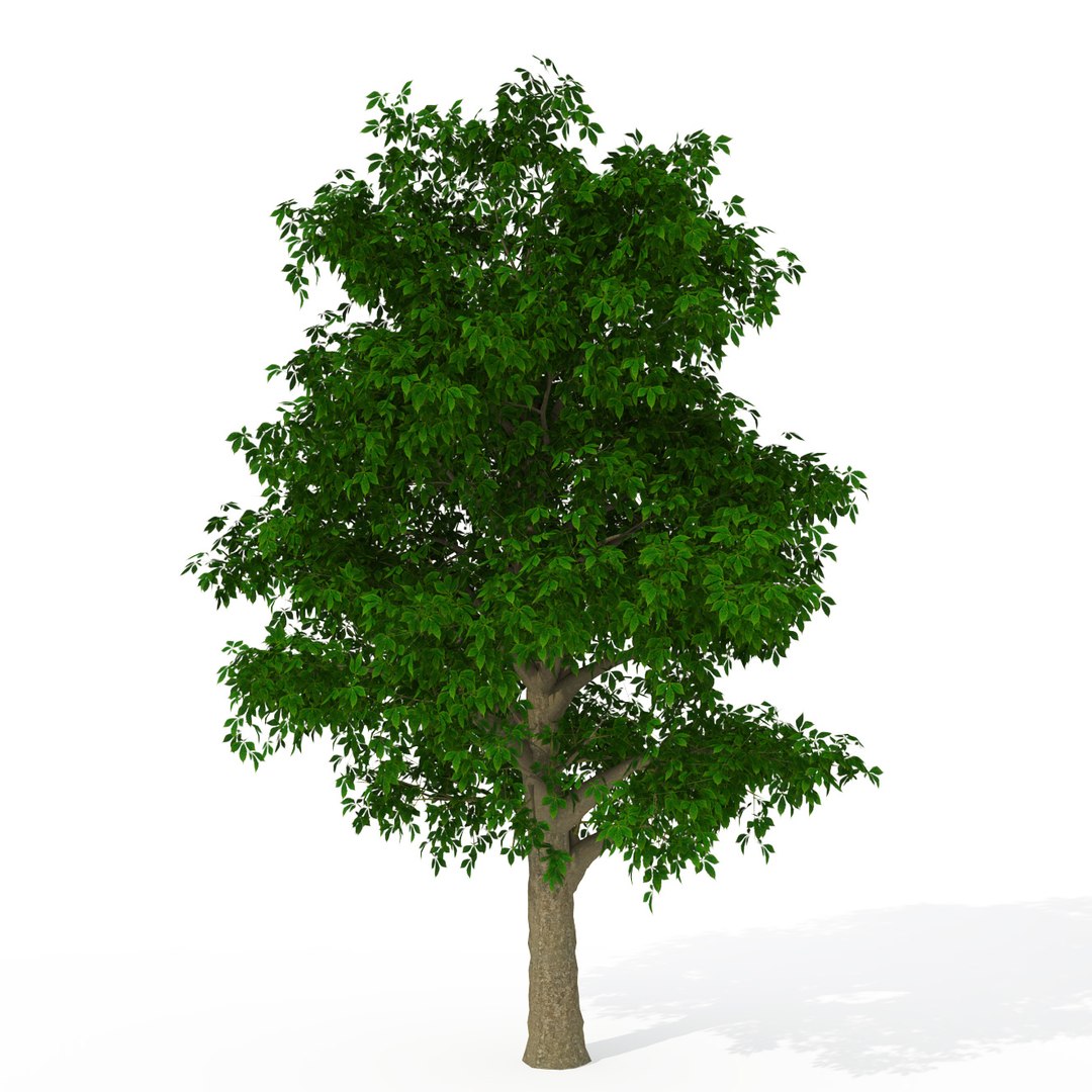 Basic Trees Dvd Xfrogplants 3d Model