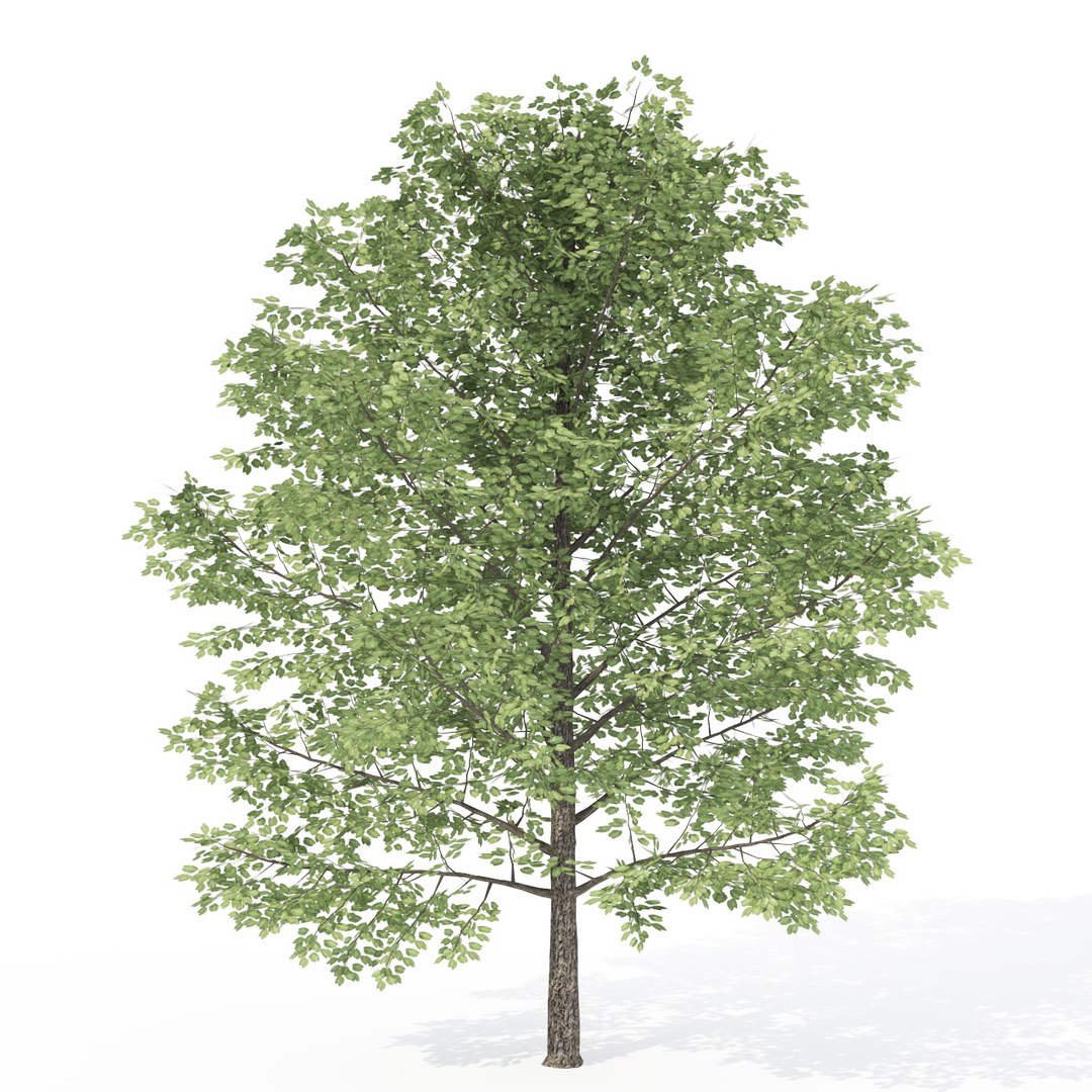 Basic Trees Dvd Xfrogplants 3d Model