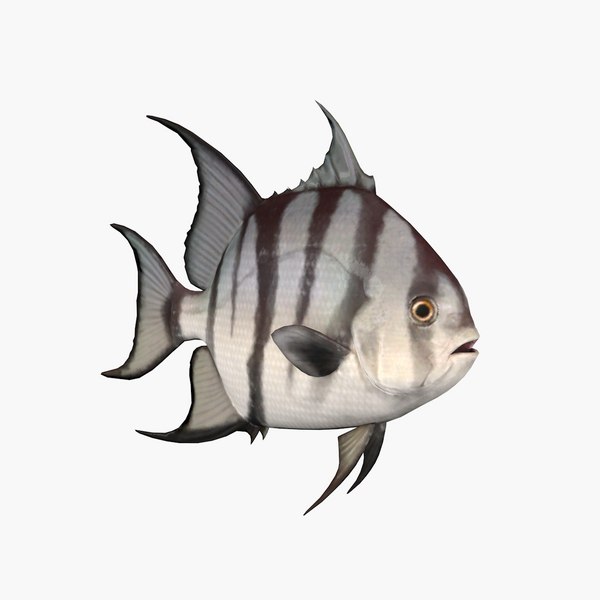 Atlantic Spadefish 3D 모델 - TurboSquid 2024564