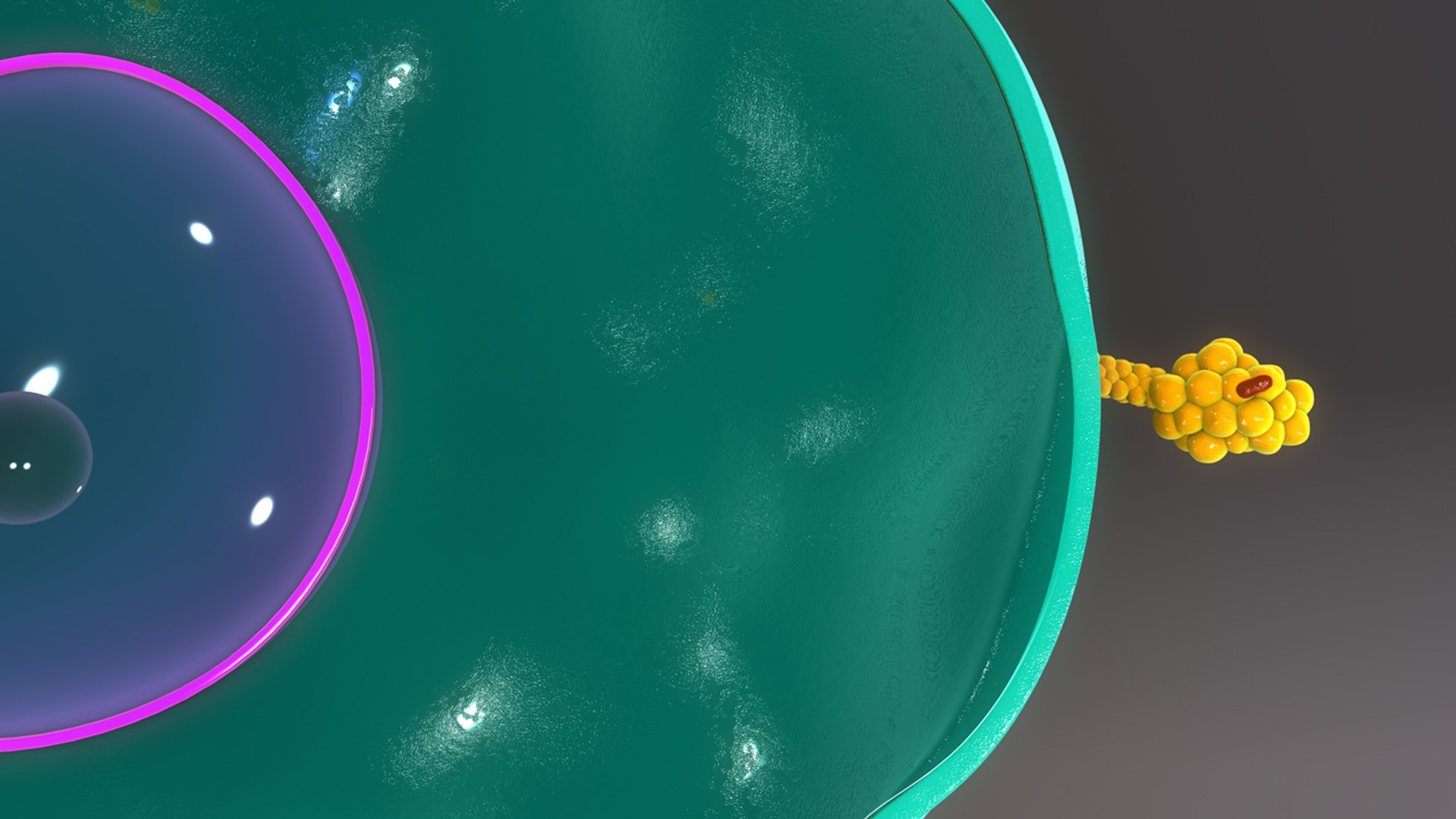 Cell Antigens Anatomy Obj