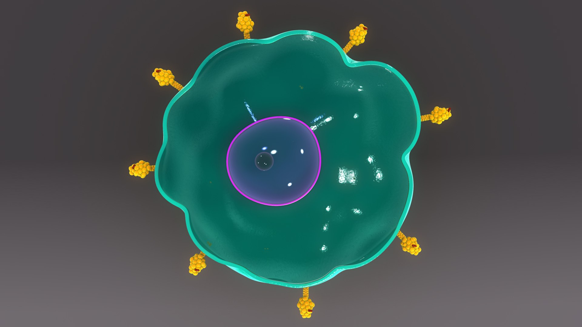Cell Antigens Anatomy Obj