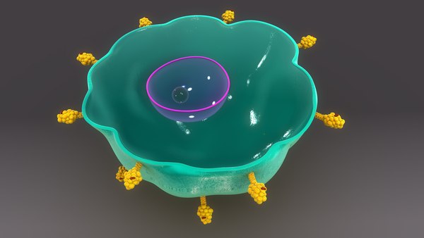 cell antigens anatomy obj