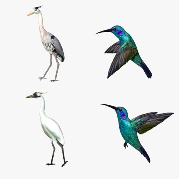 realistic humming bird hummingbird 3d model