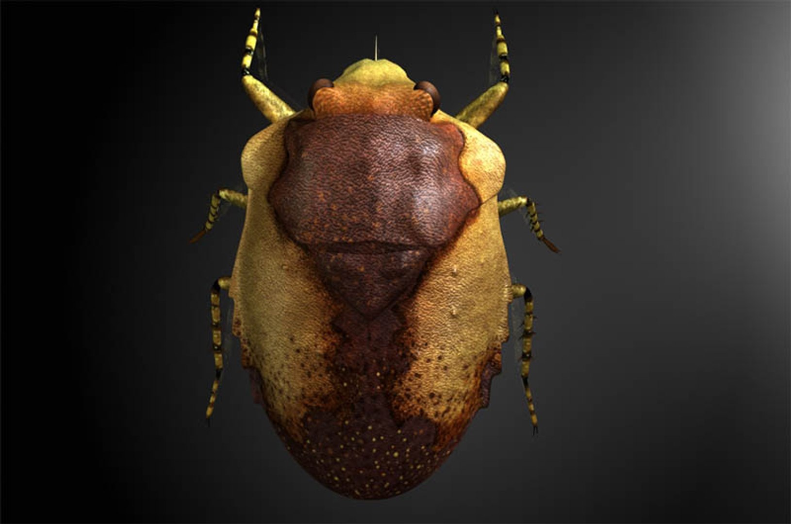 Toad Bug Gelastocoridae 3D Model - TurboSquid 1313859