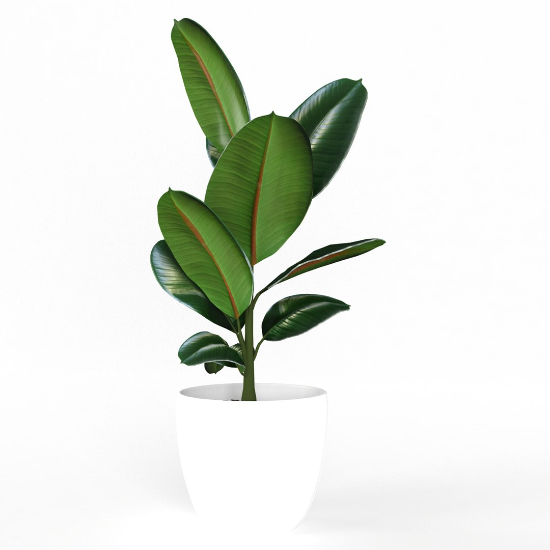 3D Model Indoor Ficus Plant - TurboSquid 1635115