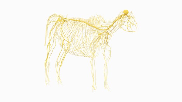 Cow Body Skeleton and Nerves Static 3D model - TurboSquid 1893694