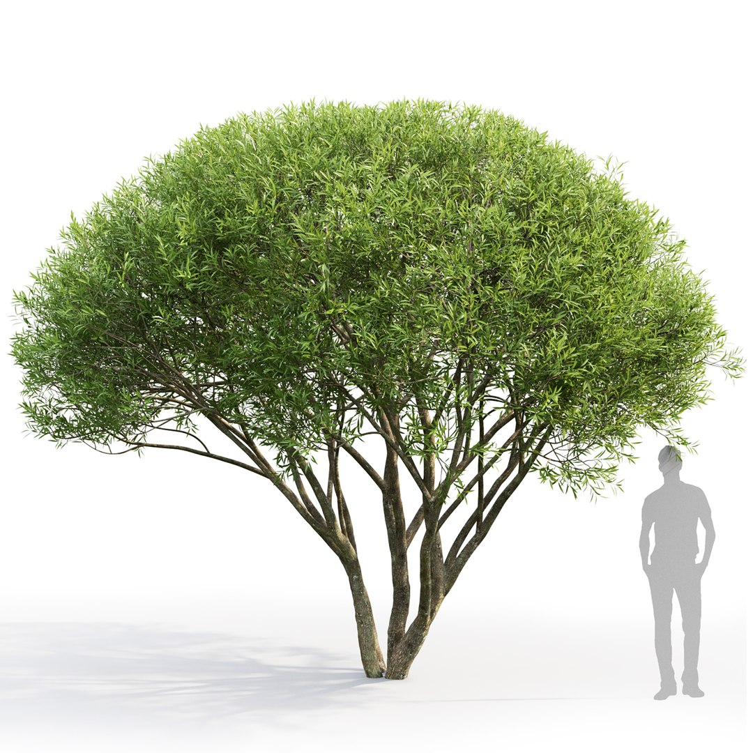 Willow Trees 3D Model - TurboSquid 1698225