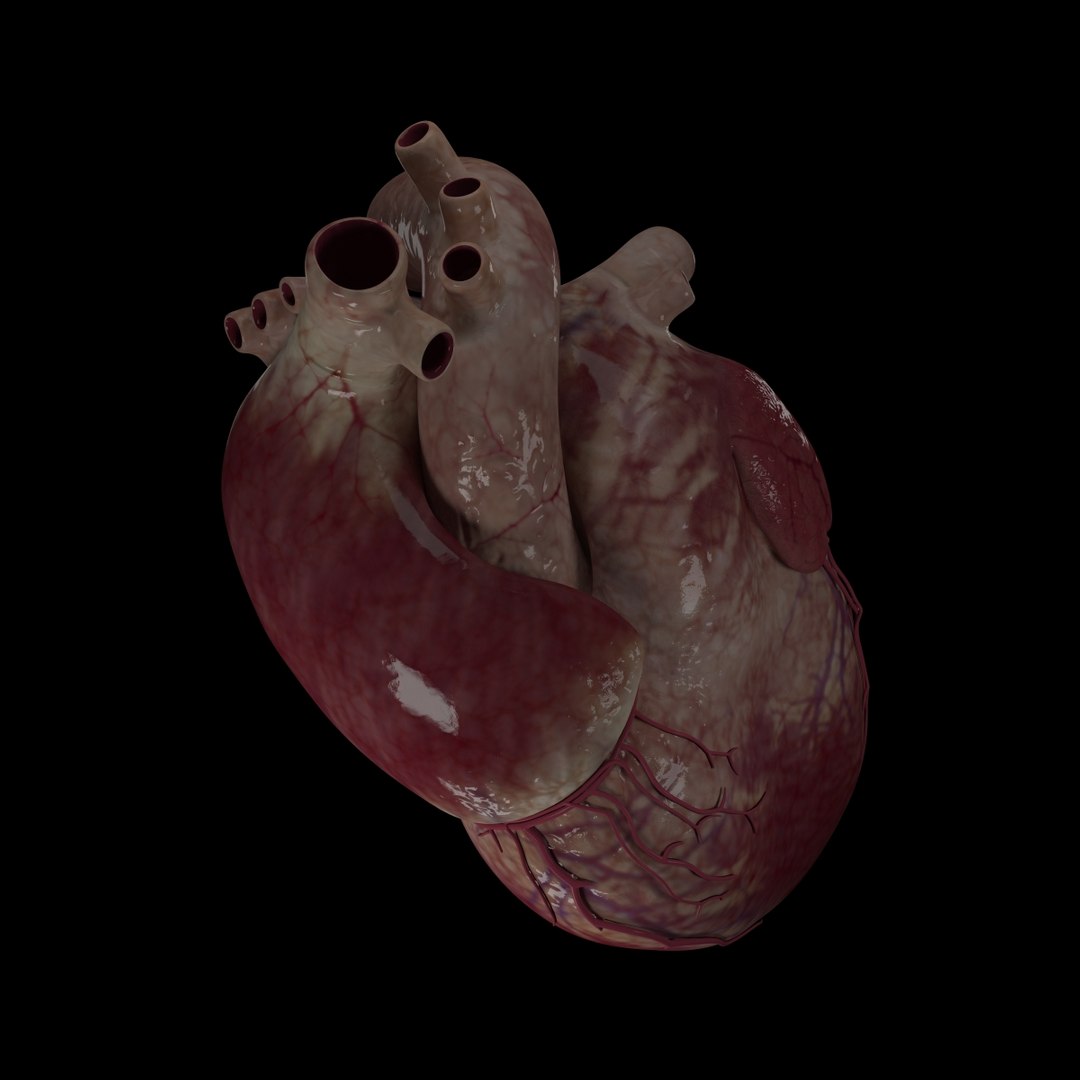 human heart 3d 3ds