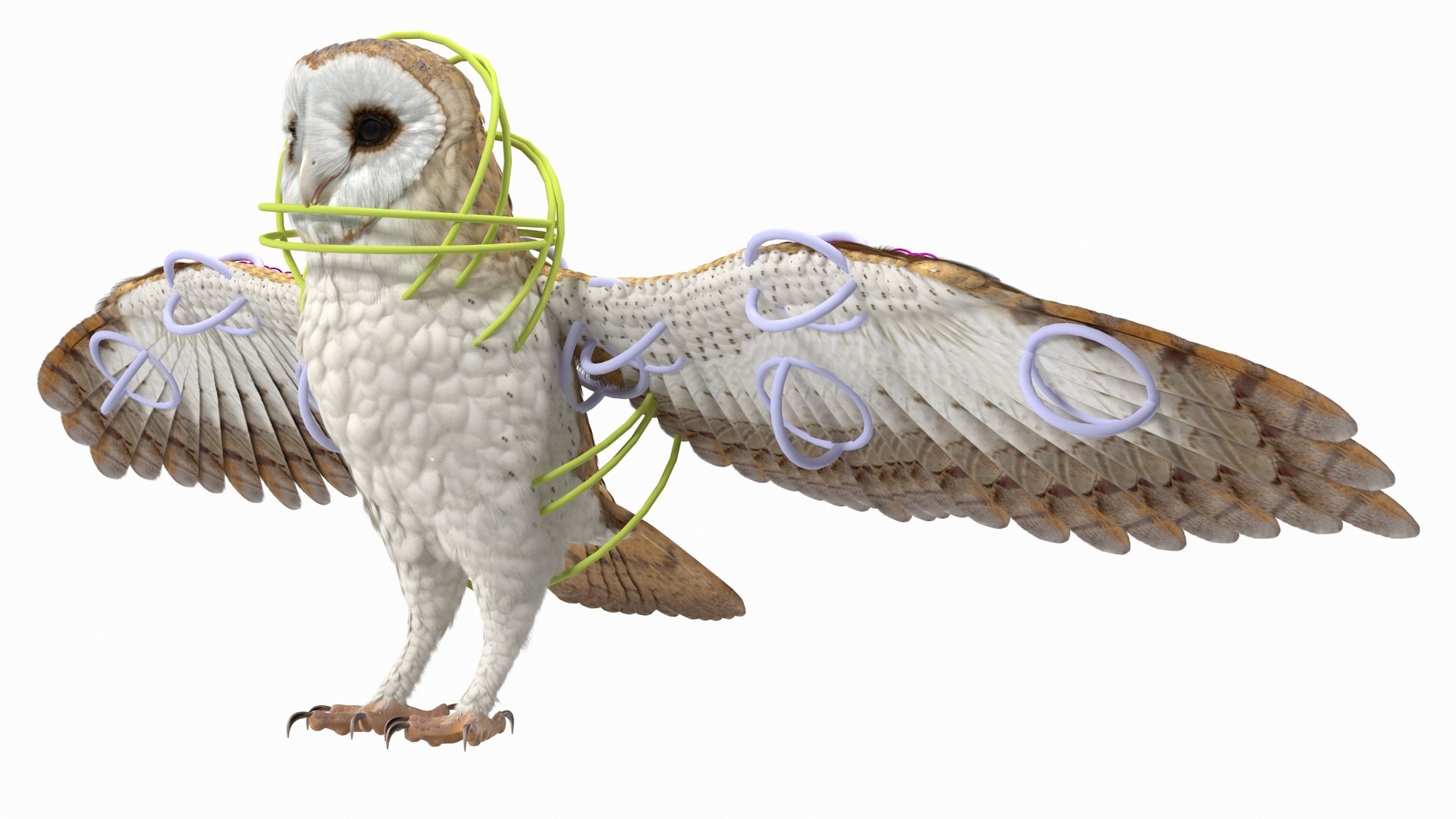 Barn owl rigged model - TurboSquid 1432231