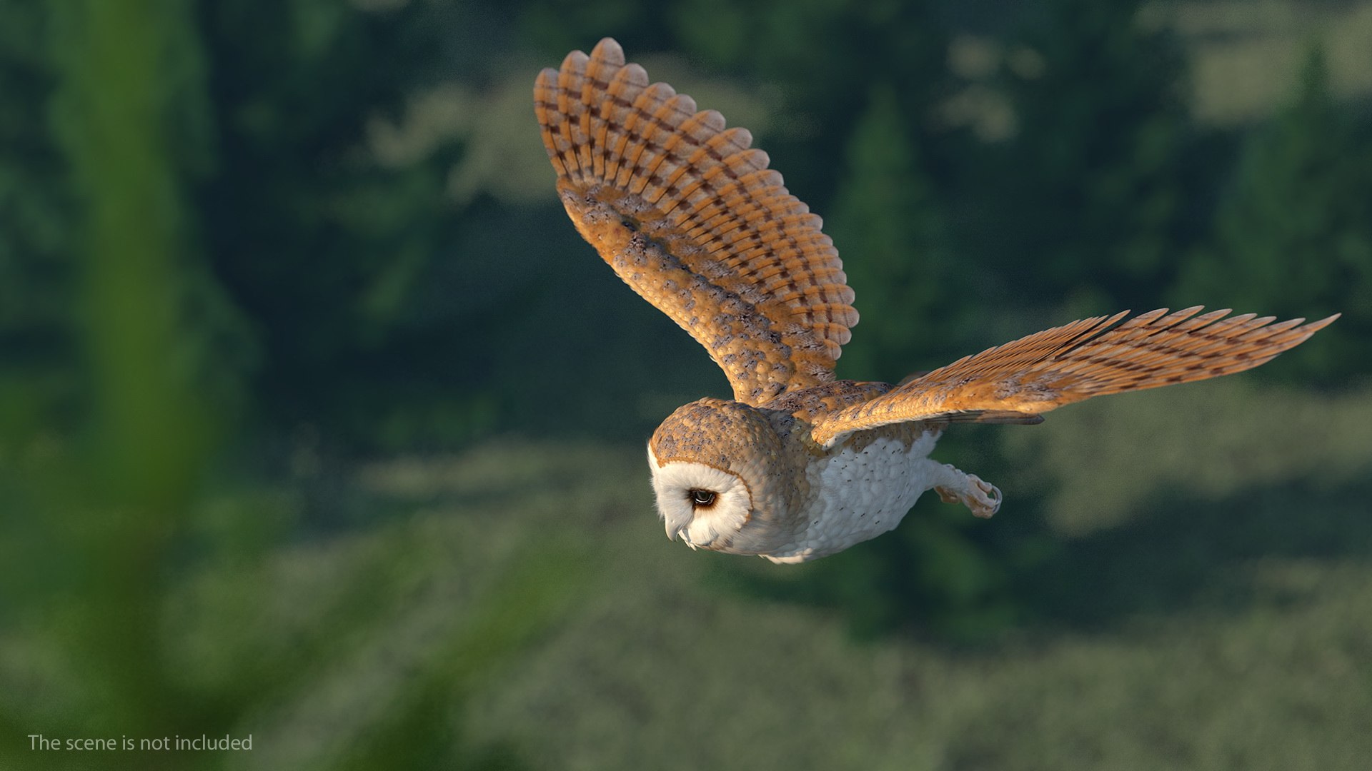 Barn owl rigged model - TurboSquid 1432231