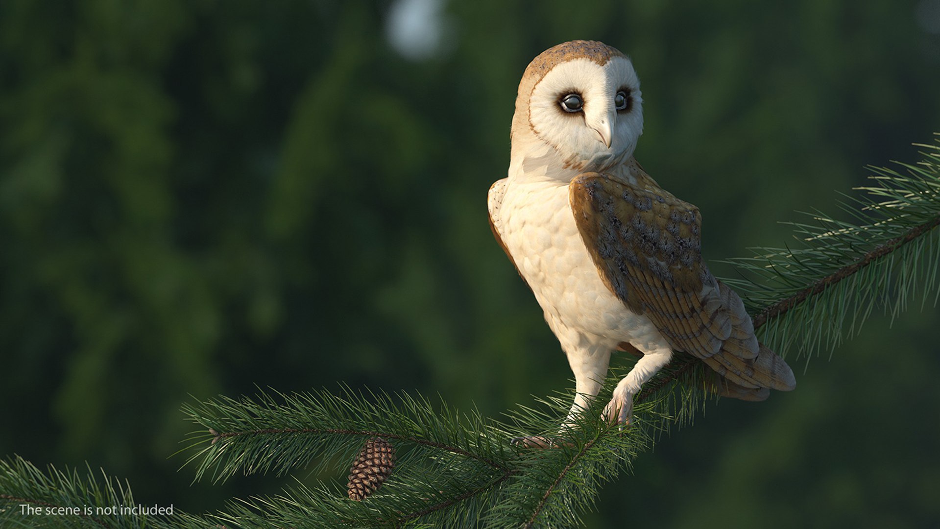 Barn owl rigged model - TurboSquid 1432231