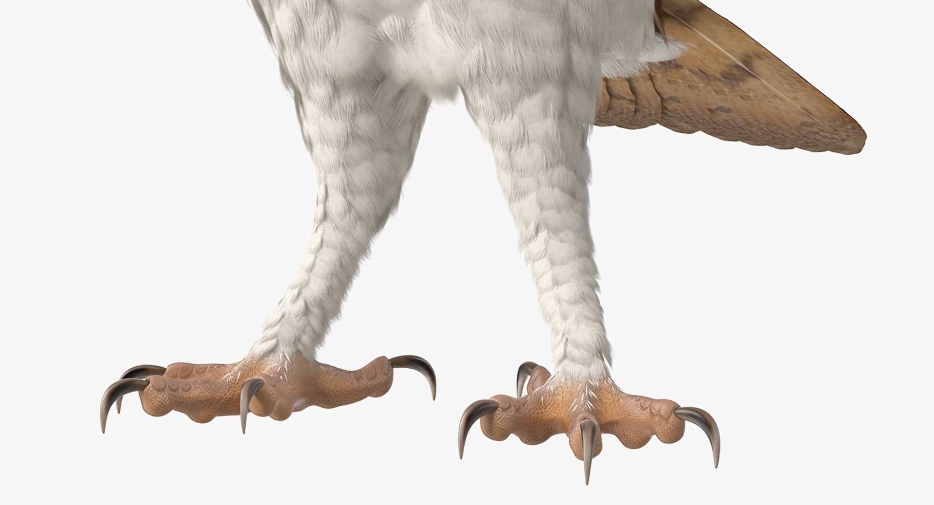 Barn owl rigged model - TurboSquid 1432231