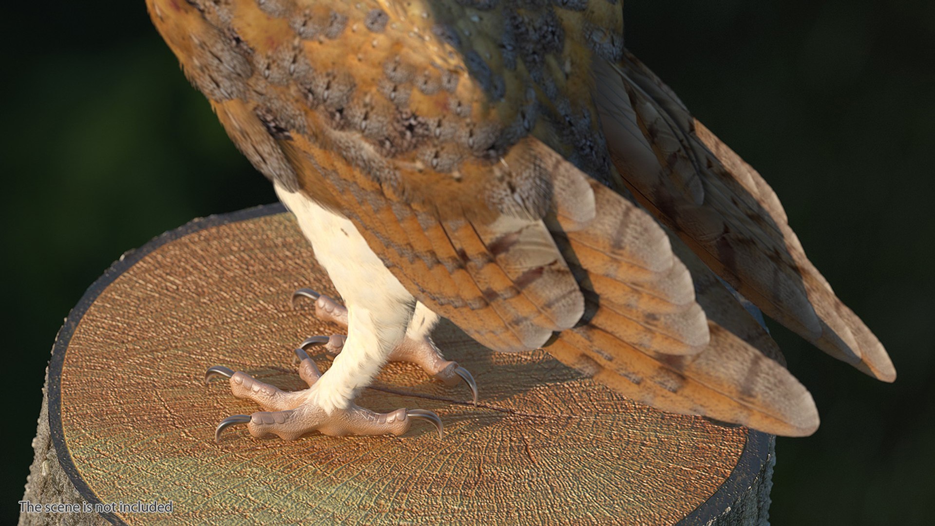 Barn owl rigged model - TurboSquid 1432231