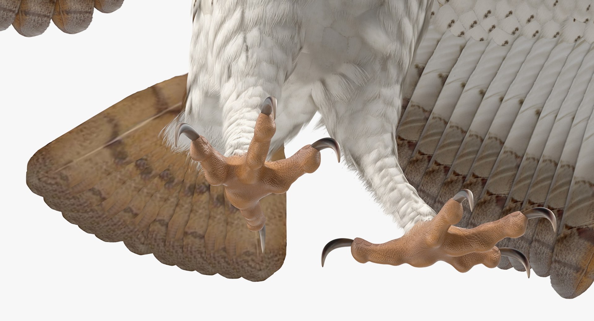 Barn owl rigged model - TurboSquid 1432231