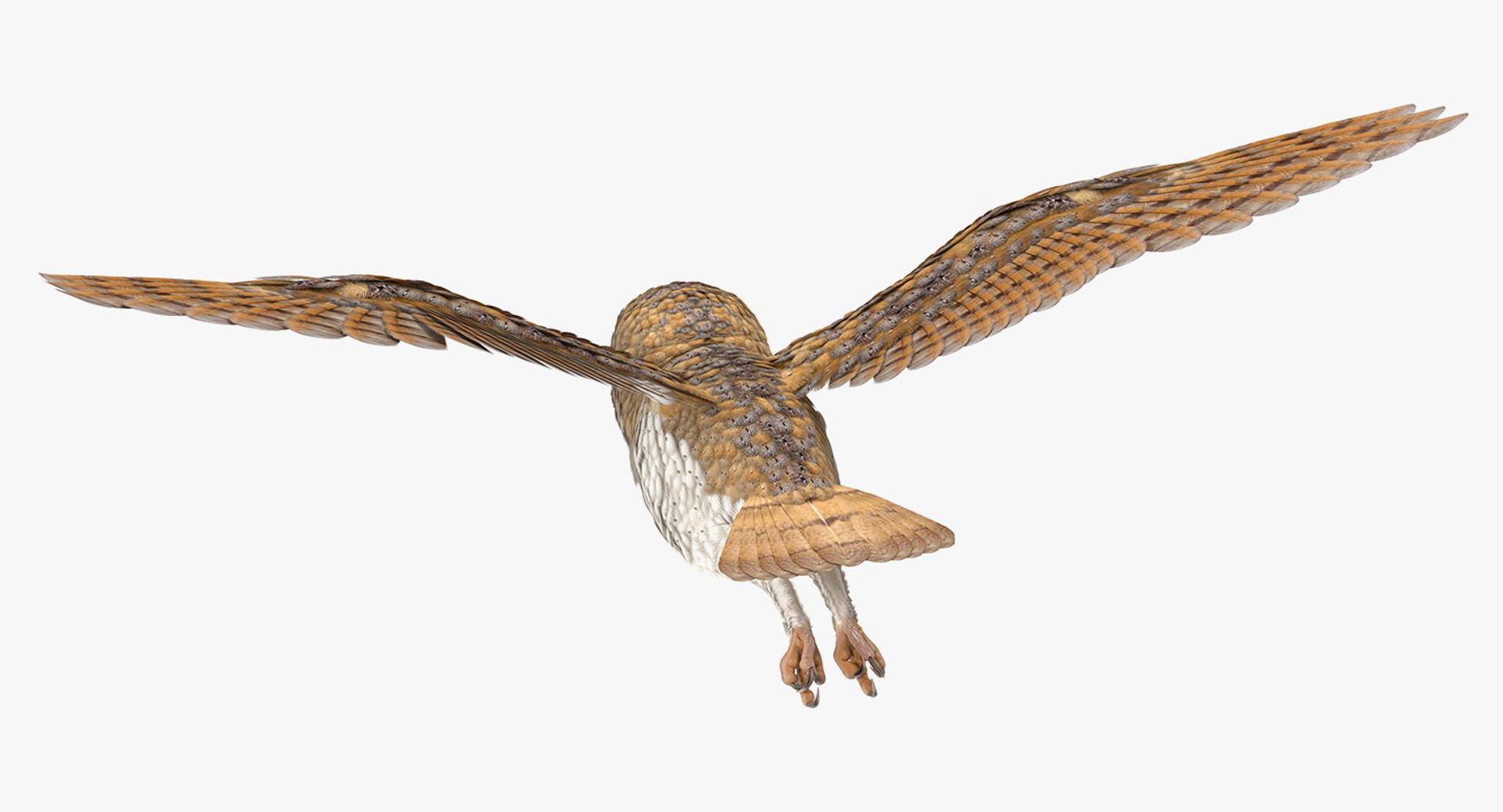 Barn owl rigged model - TurboSquid 1432231