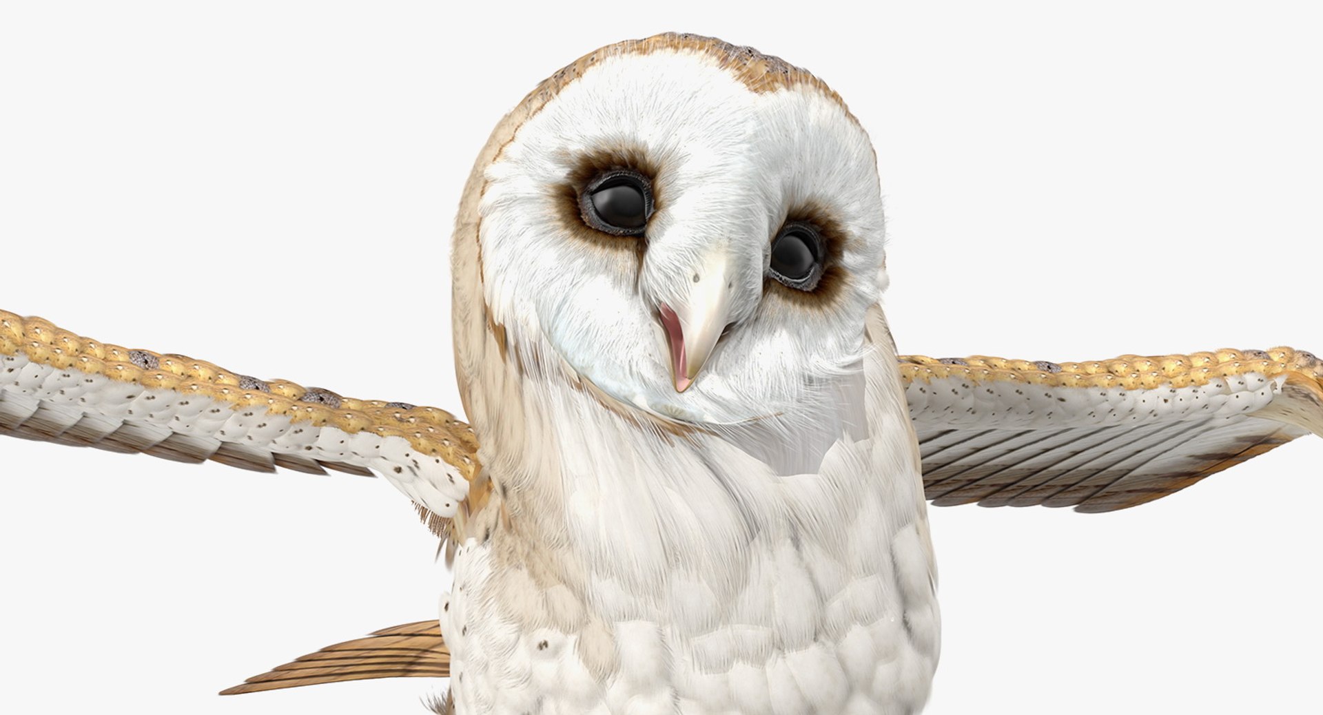 Barn owl rigged model - TurboSquid 1432231
