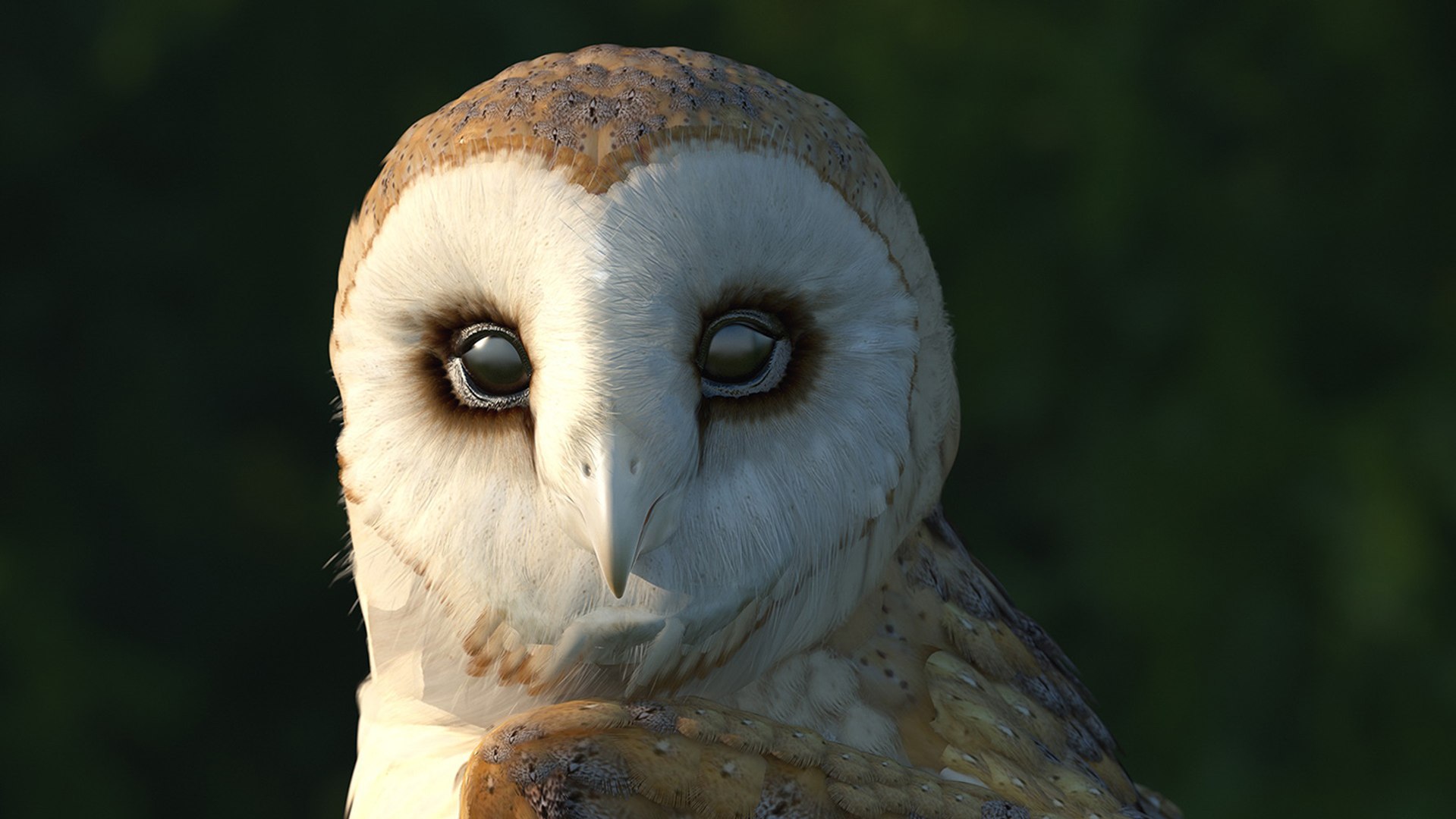 Barn owl rigged model - TurboSquid 1432231