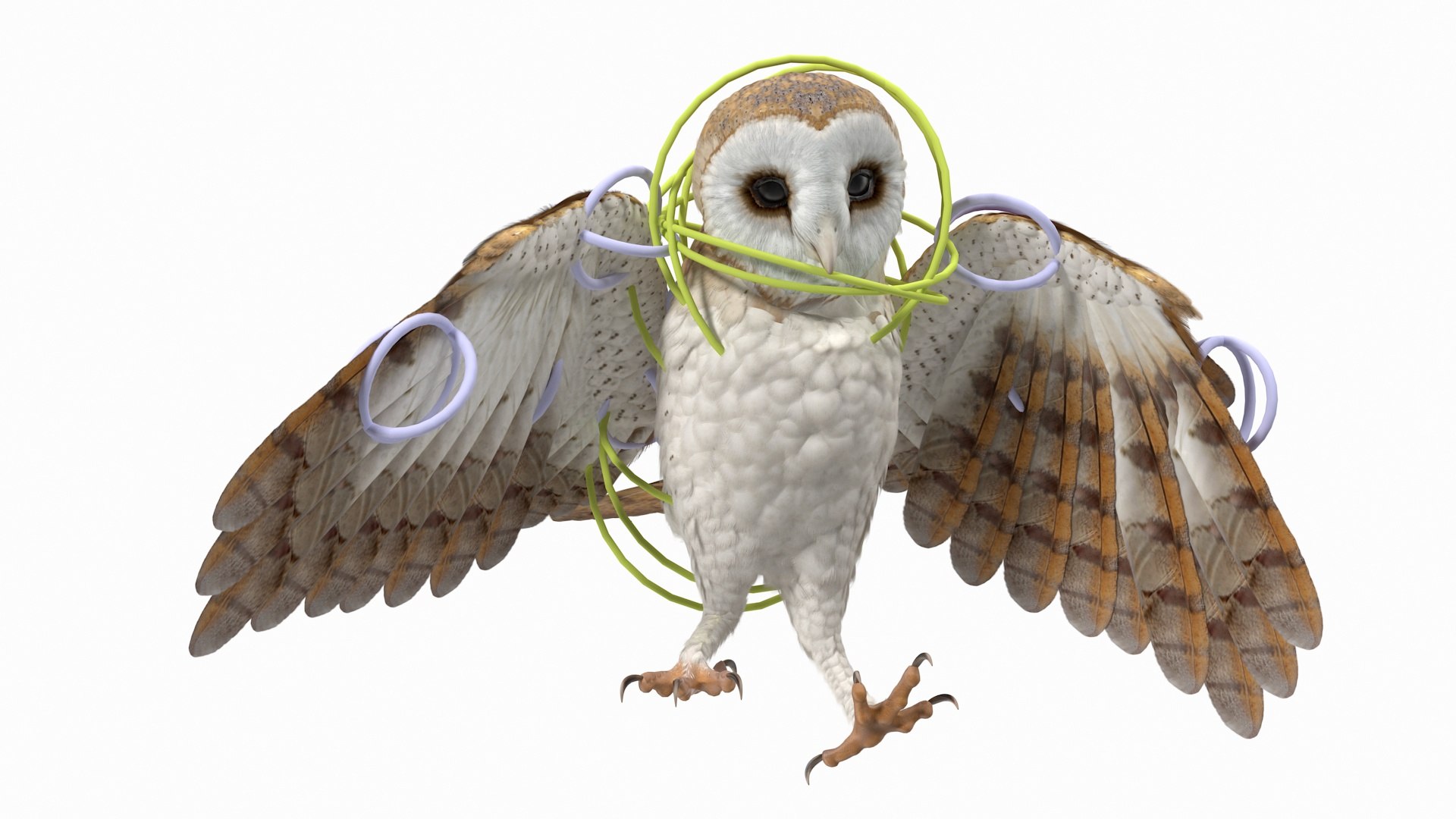 Barn owl rigged model - TurboSquid 1432231