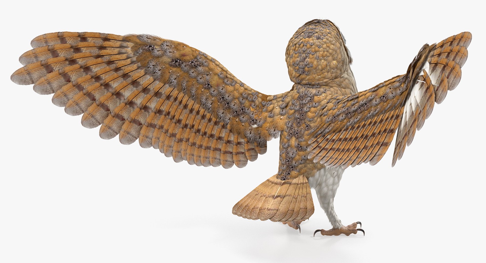 Barn owl rigged model - TurboSquid 1432231