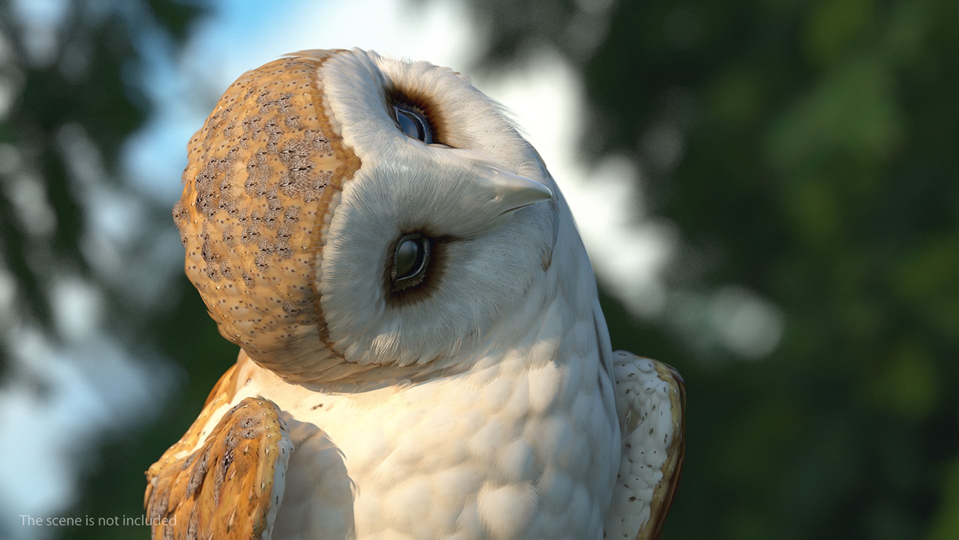 Barn owl rigged model - TurboSquid 1432231