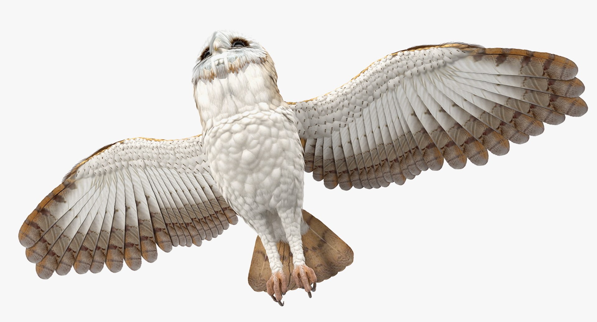 Barn owl rigged model - TurboSquid 1432231