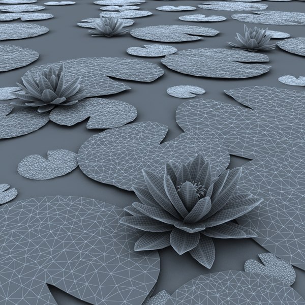 water lily max
