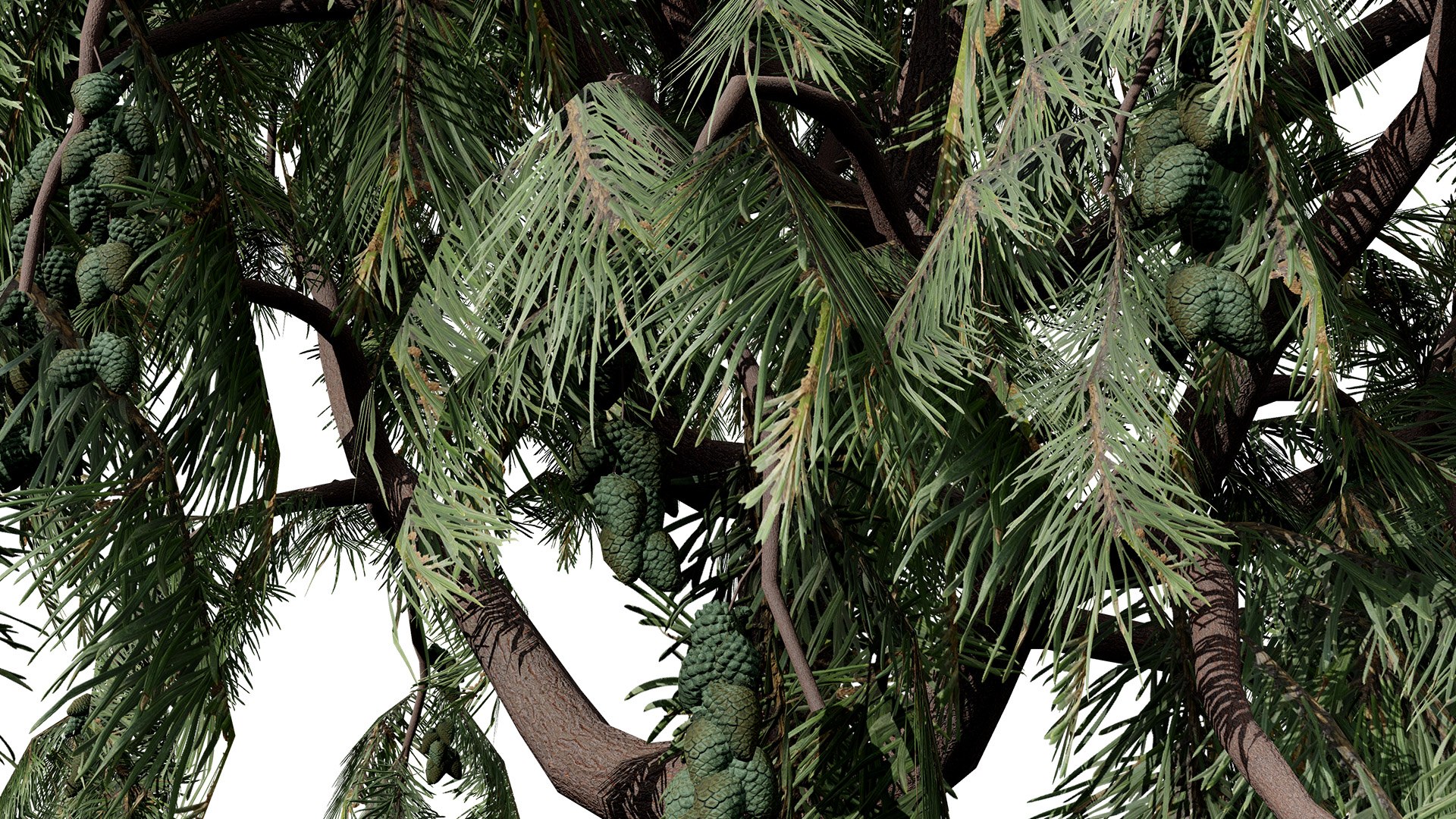 3D Realistic Casuarina Tree 3D Model Set Model - TurboSquid 2342161