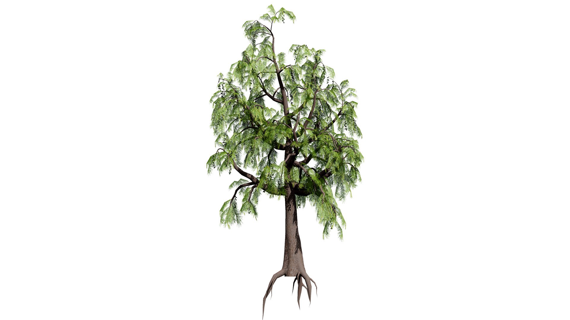 3D Realistic Casuarina Tree 3D Model Set Model - TurboSquid 2342161