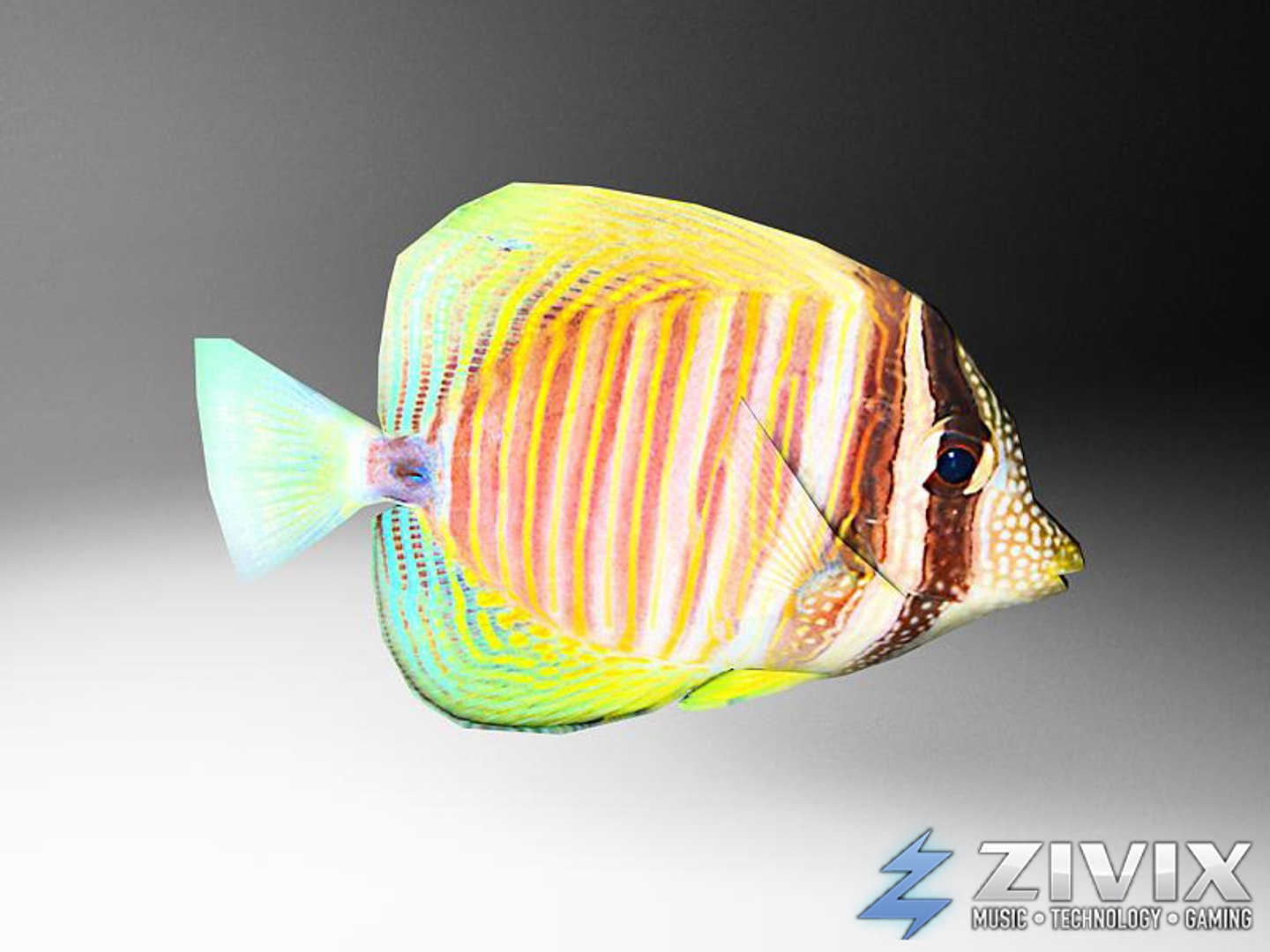Free Tropical Fish Pack 3d Model